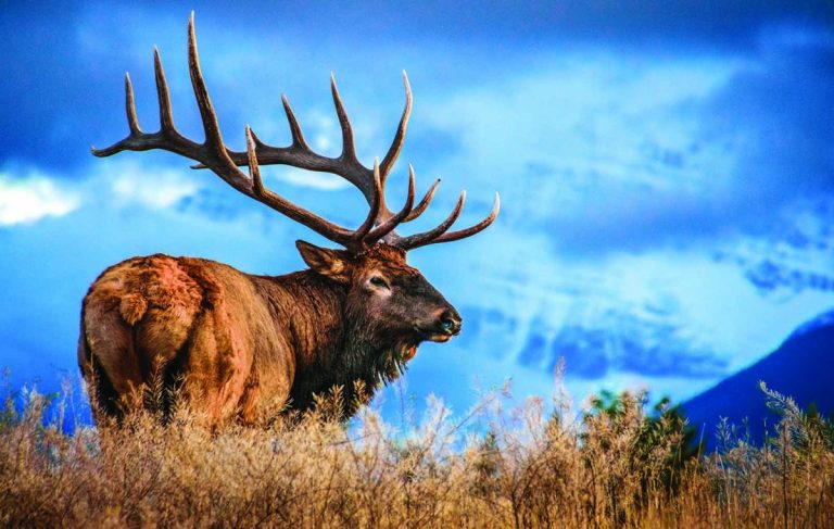 2026 Elk Quota Hunt Application Period Open February 4-25 – Scott ...